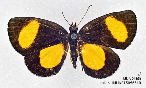 Papua Insects Foundation (Lepidoptera/Callidulidae/Callidula versicolor)